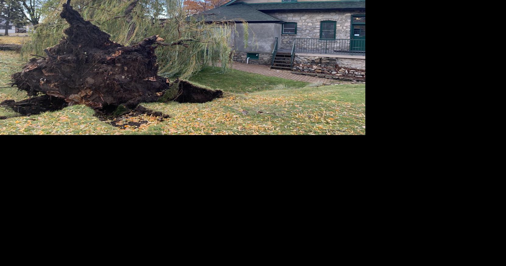 Willow tree comes down at Leir House | News | pentictonherald.ca