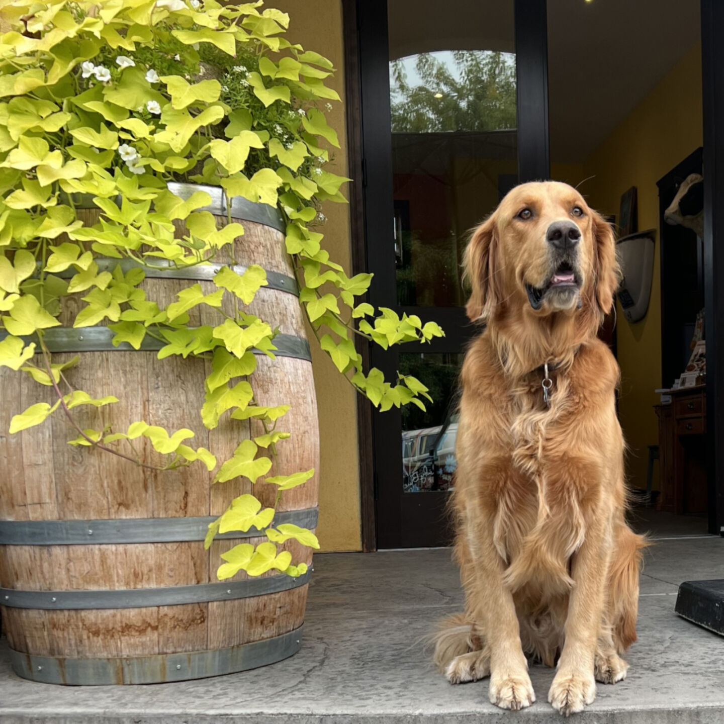 2024 edition of Winery Dogs calendar has been uncorked | Life ...
