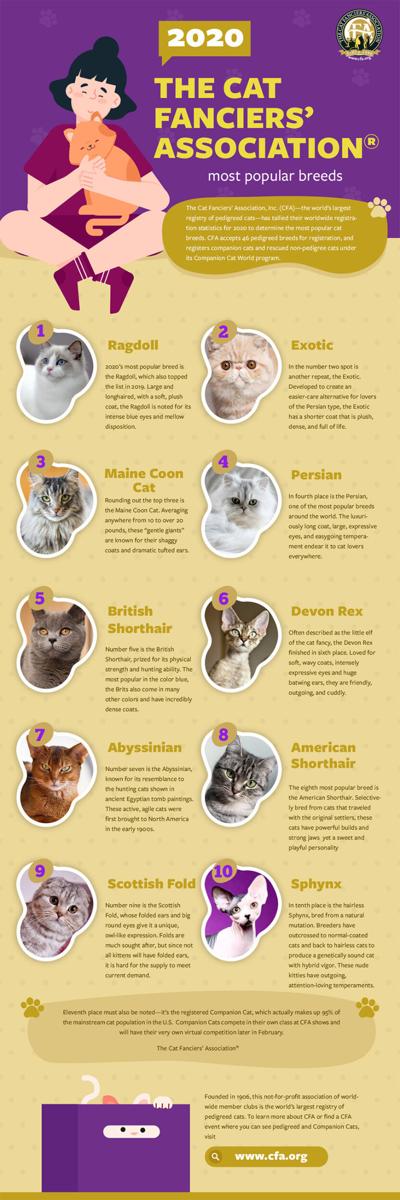 These Are the Top 10 Most Popular Cat Breeds | News | petproductnews.com
