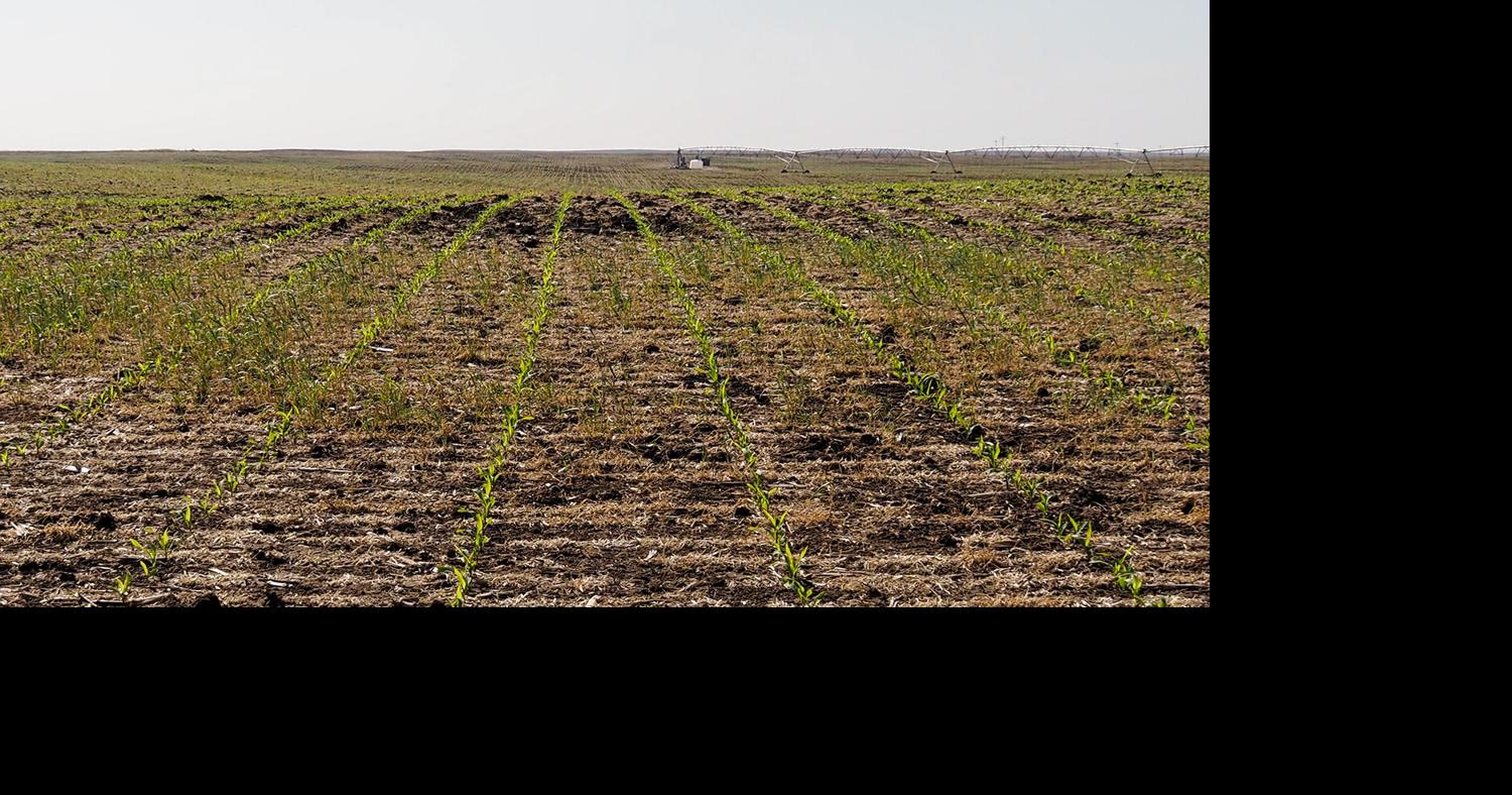 Farmers struggle with ‘bleak’ situation as Congress waffles on new Farm ...