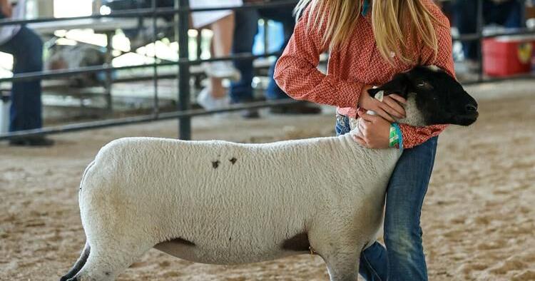 Phelps County Fair 2021: off without a hitch! | The Focus Insider ...