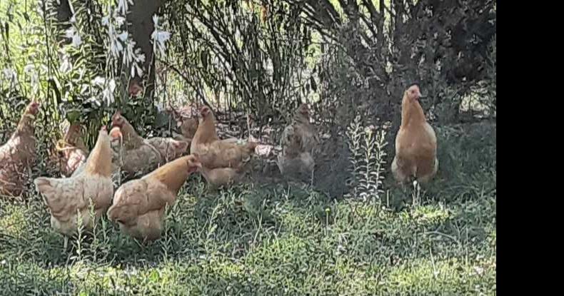 Garrett Gabel's Buff orpington chickens at home.jpg ...