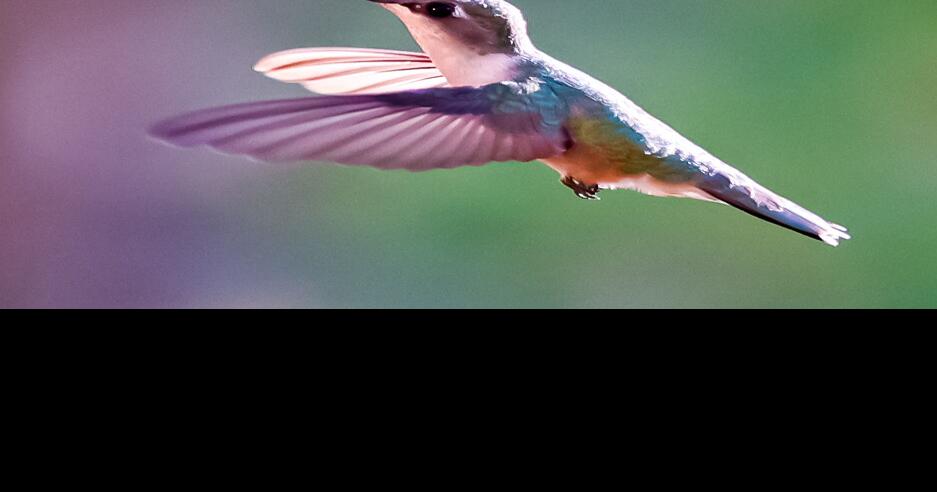 Hummingbirds are back in town | Featured | phelpscountyfocus.com