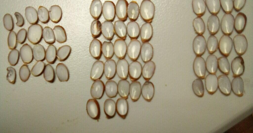 Looking at the winter weather forecast with persimmon seeds | The Focus ...