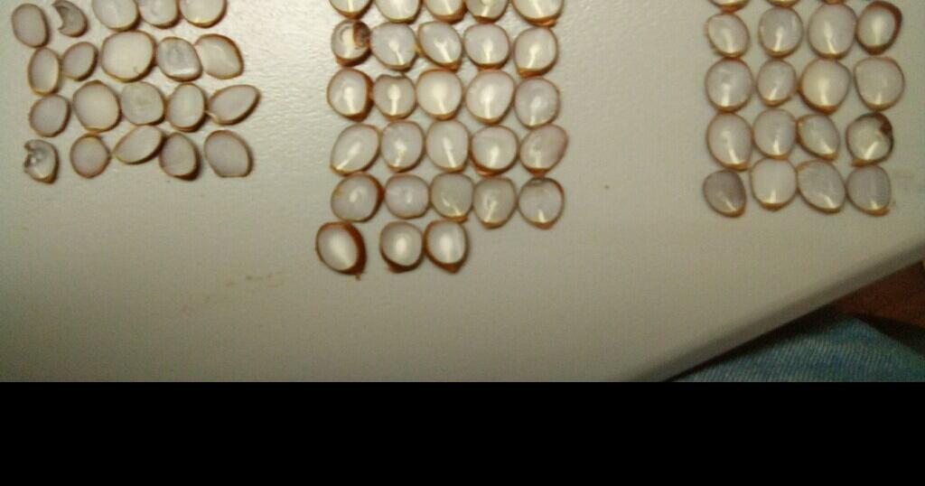 Looking at the winter weather forecast with persimmon seeds | The Focus ...