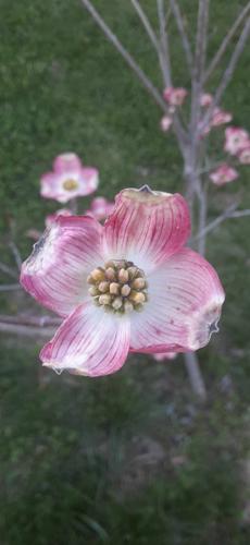 Rolla weather data at 7:30 a.m. April 24 | Weather | phelpscountyfocus.com