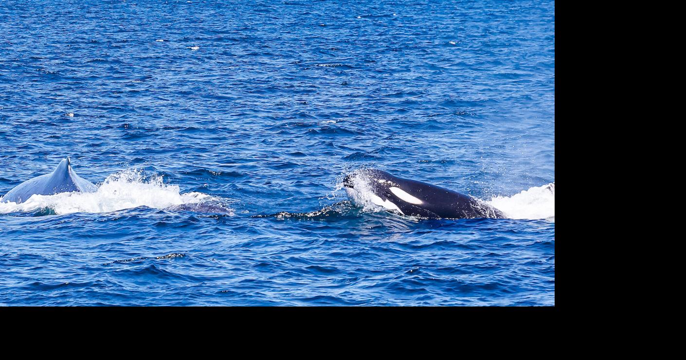 WOW! Close encounters of the orca kind | News | phelpscountyfocus.com