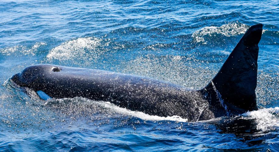 WOW! Close encounters of the orca kind | News | phelpscountyfocus.com