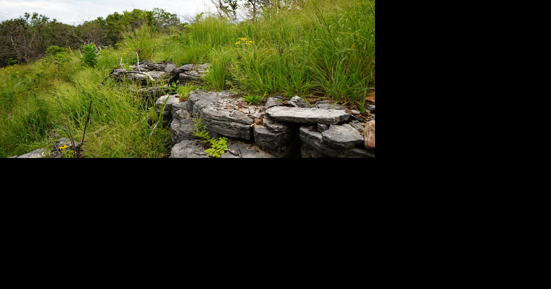 Discovering Phelps County’s rare Roubidoux glades | The Focus Insider ...