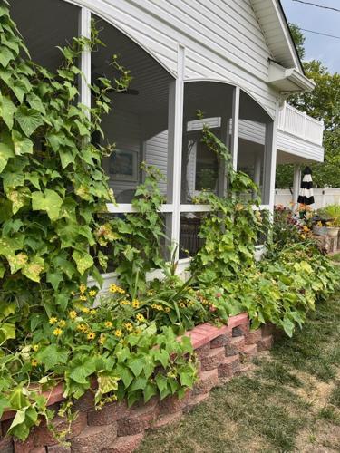 August Yard of the Month recognized | The Focus Insider ...