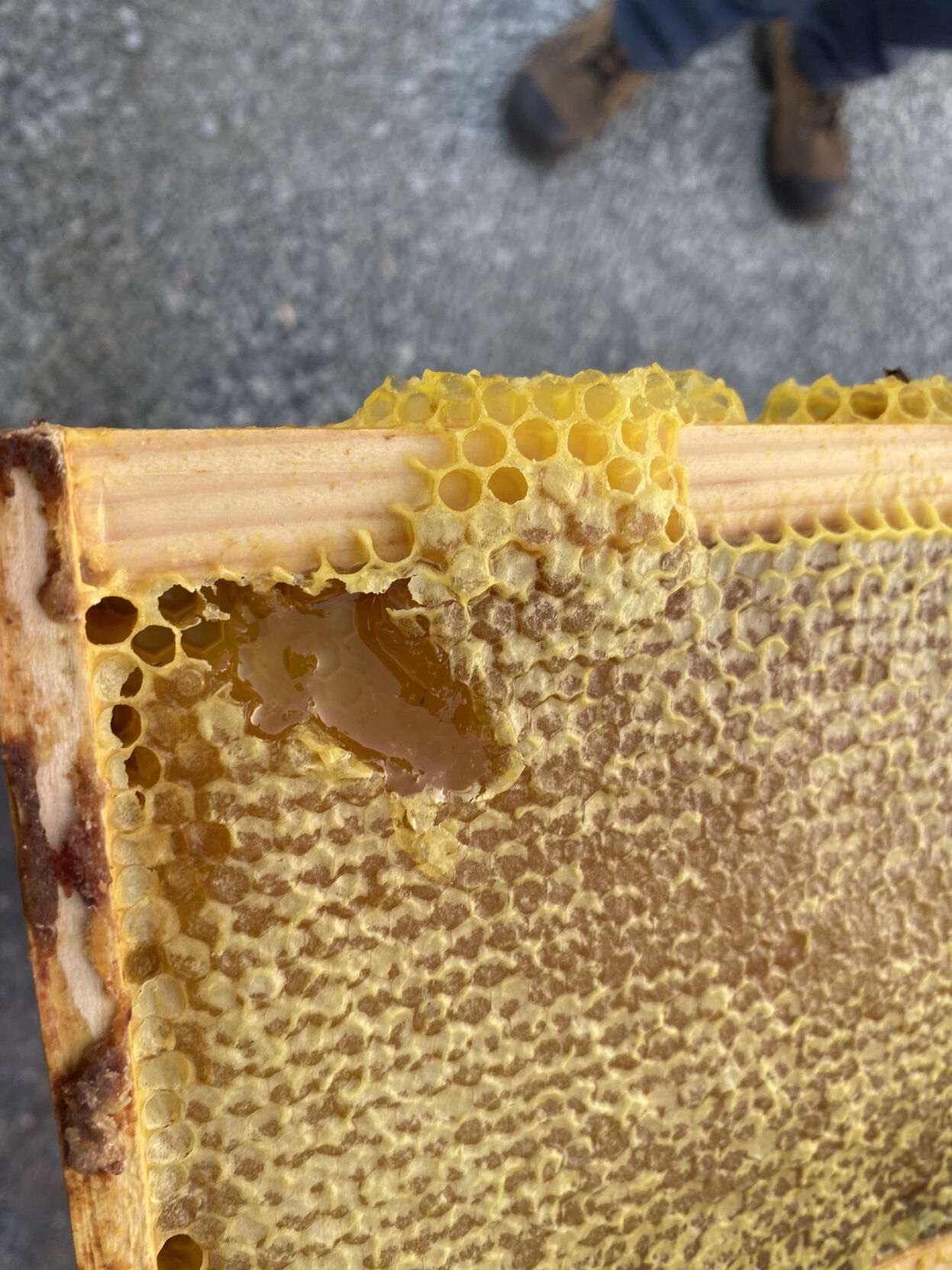 A taste of honey: Beekeepers donate sale proceeds to Big Brothers Big ...