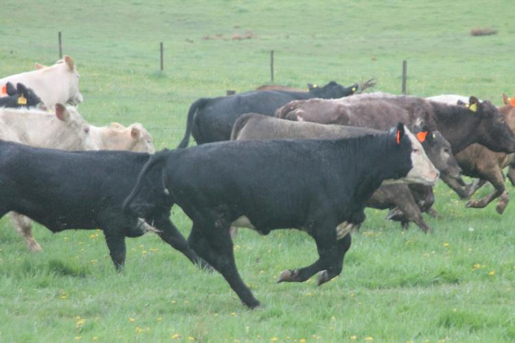 Cape John community pasture begins the year with expansion | Community ...