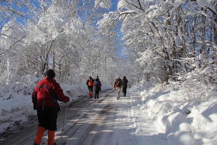 Residents decry MacBeth Road tree clearing | Community | pictouadvocate.com