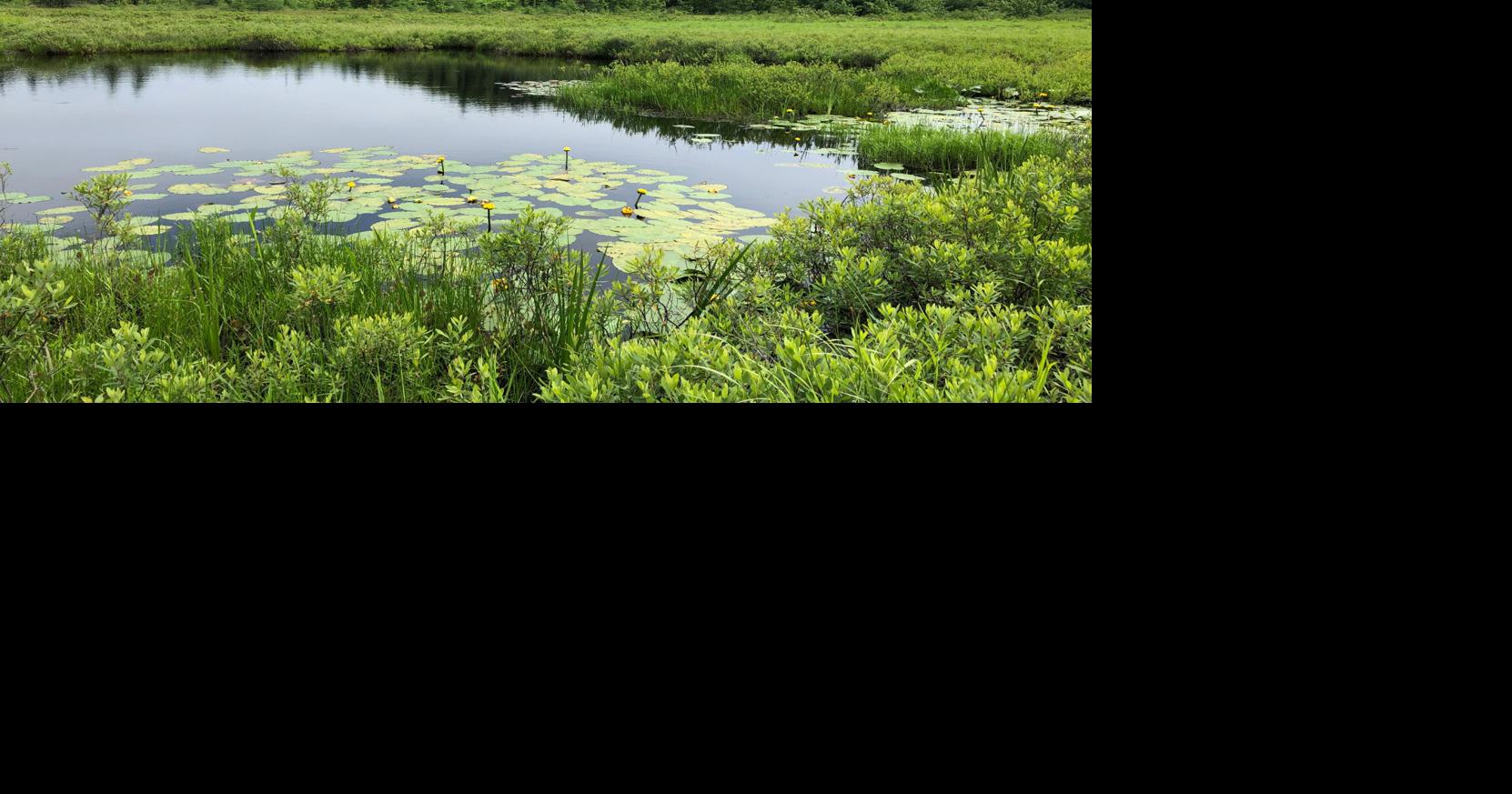Op-Ed: Wetlands are our natural defences and need to be conserved ...