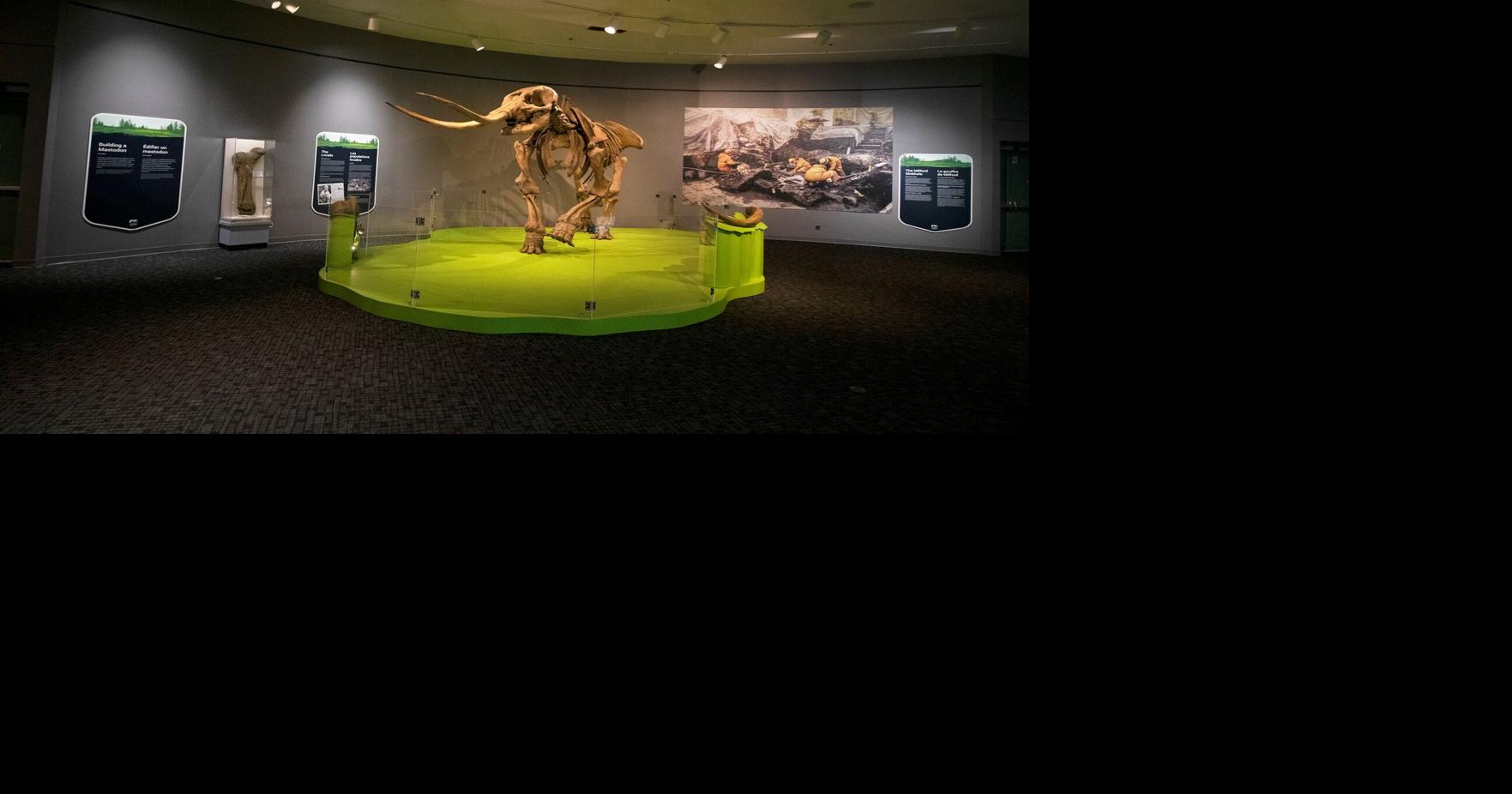 Mastodon exhibit opening at Museum of Industry just in time for March ...