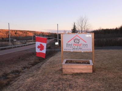 Local doggie daycare encouraging others to hang Canada flag as show of ...