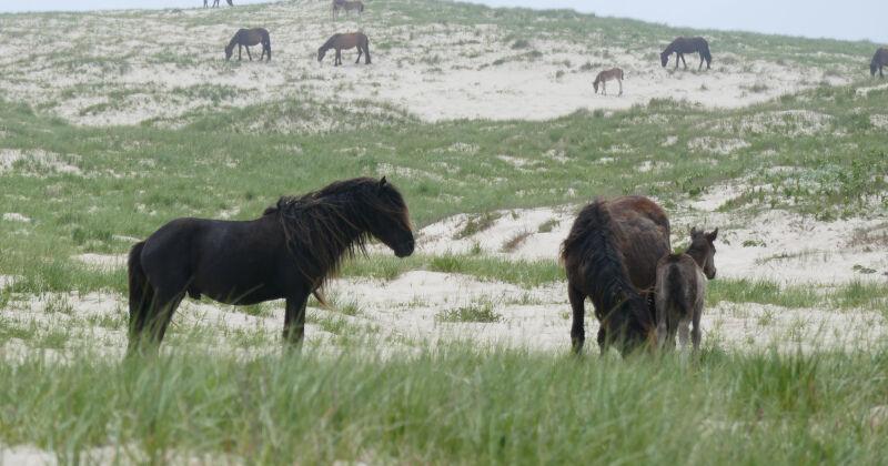 Sable | Community | pictouadvocate.com