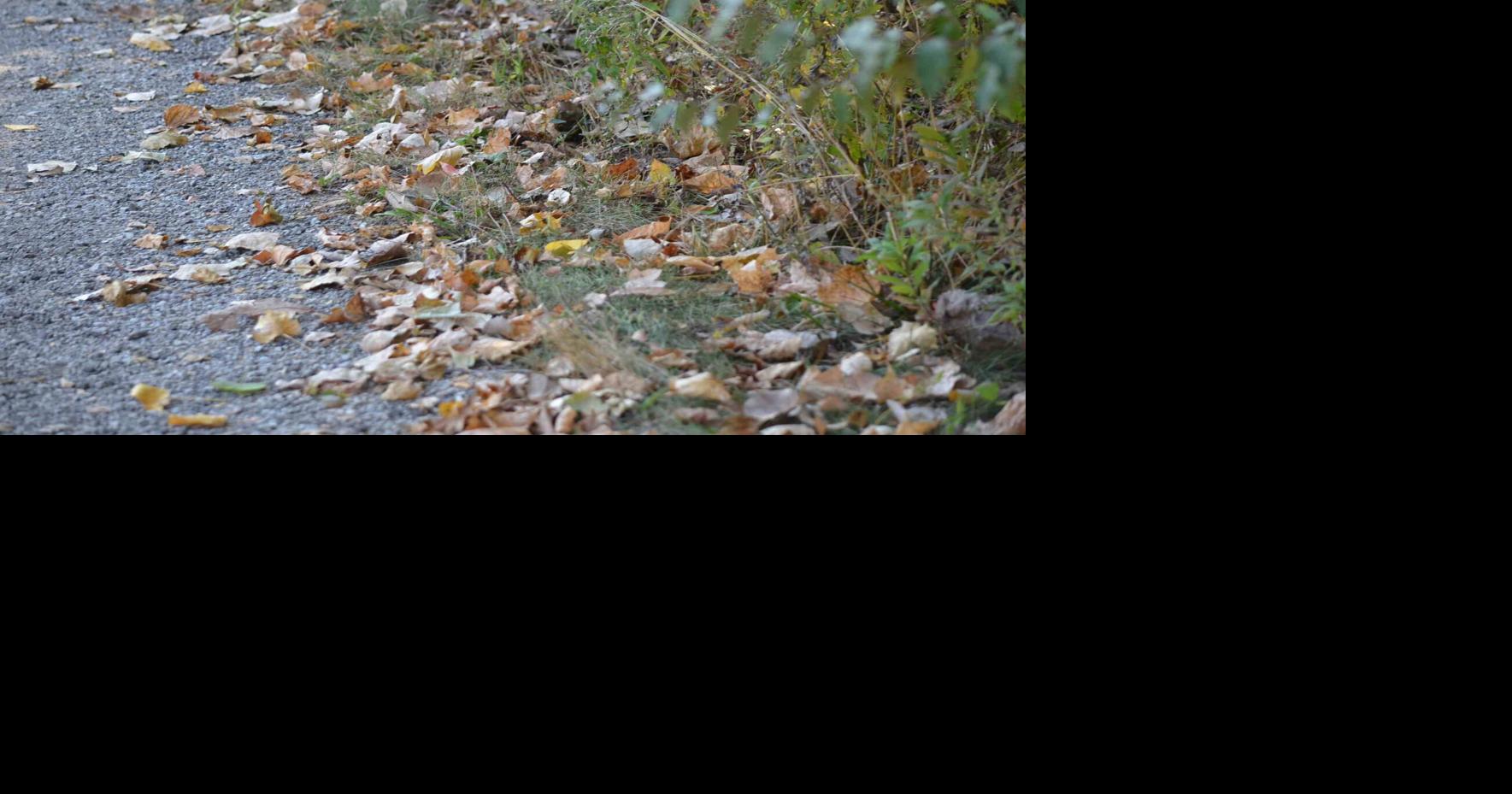 City to begin leaves pickup | Community | plaindealerin.com