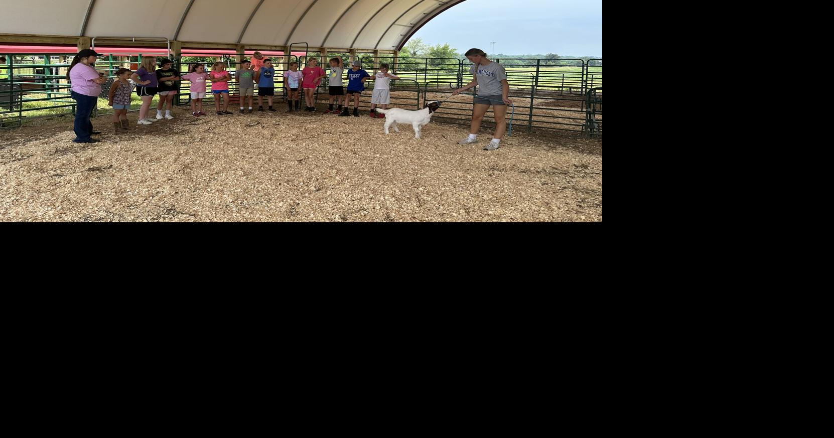 Livestock camp group learns showmanship then show at fair | | pmg-ky1.com