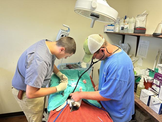 FFA students selected for veterinary program | Henry County Local | pmg ...