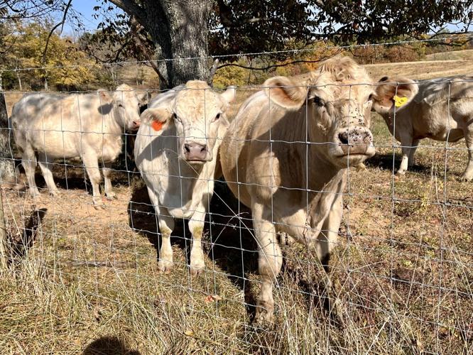 Yount Family Farm wins Cattleman's Award | Henry County Local | pmg-ky1.com
