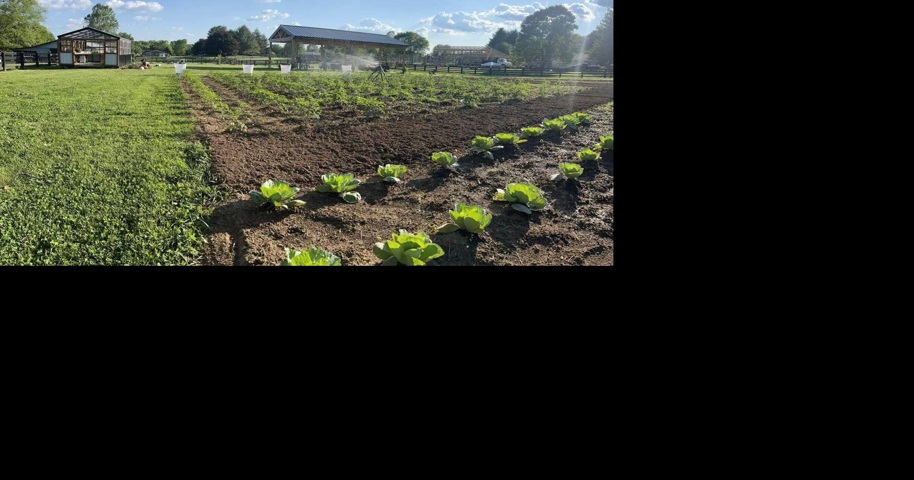 Homesteading on The Quarter Acre Farm | News | pmg-ky1.com