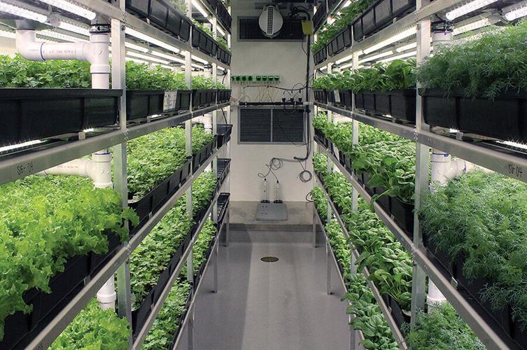 A new way to grow: Square Roots, GFS partner to form unique growing ...