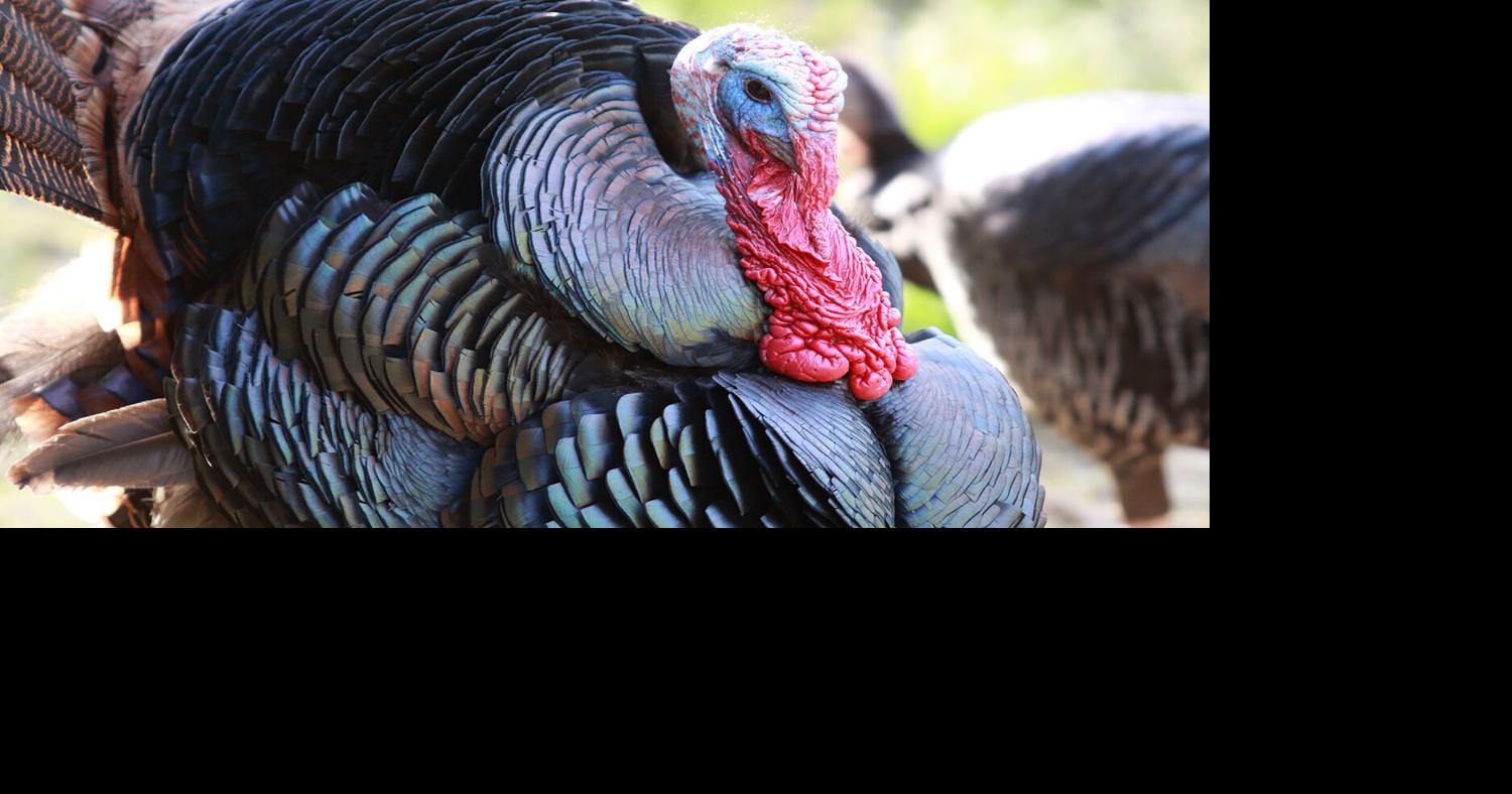 Spring wild turkey hunting season opens in April | Henry County Local ...