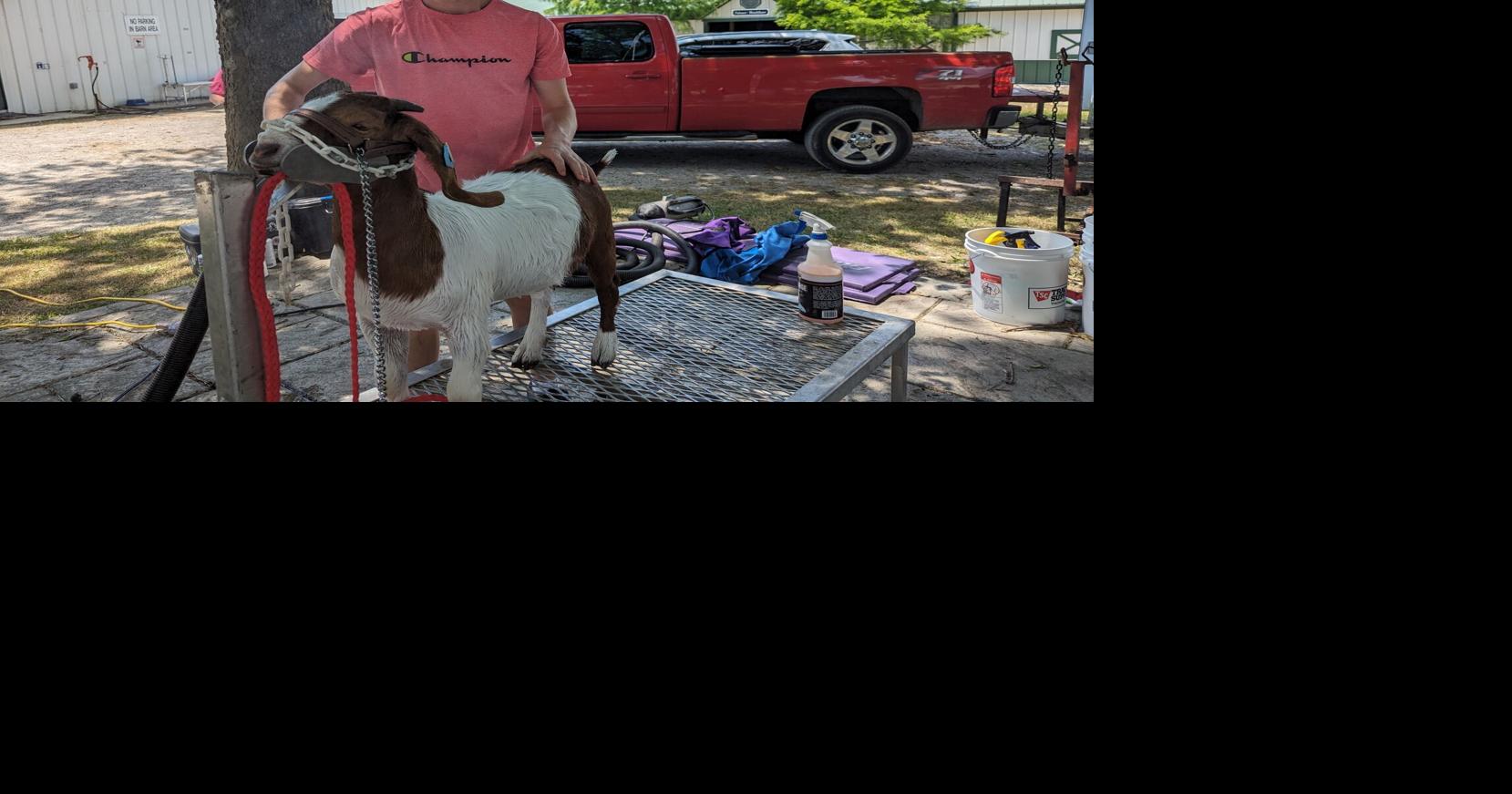 Fri Fair goat | | pmg-ky1.com