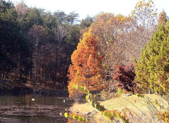 ColorFest at Bernheim Arboretum and Research Forest | Features | pmg ...