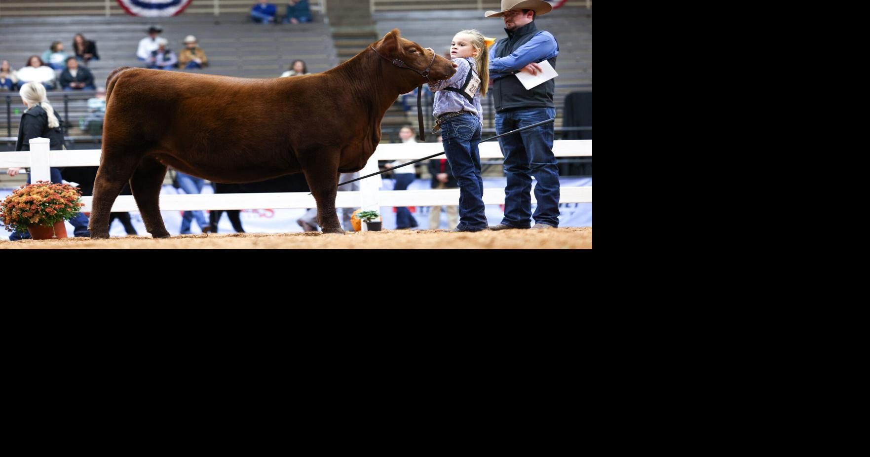 Kennedy Evans wins big at American Royal in Kansas City. | Henry County ...