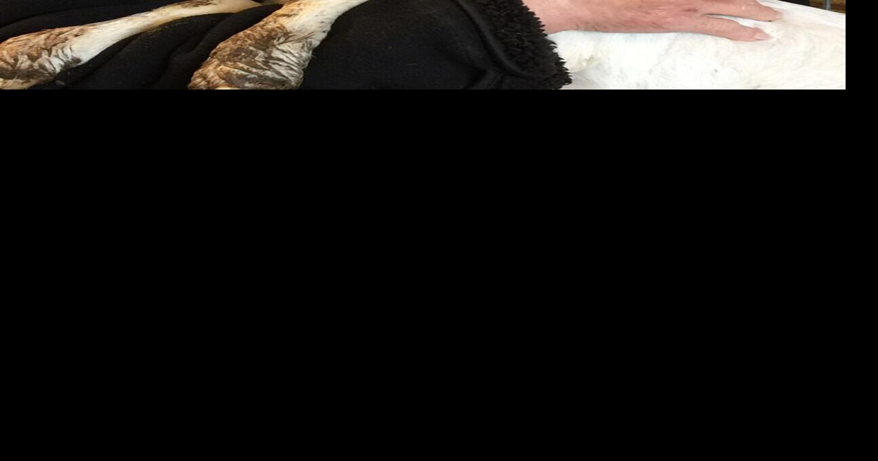 Victoria Lee Graybeal, 77 | Sentinel News | pmg-ky1.com