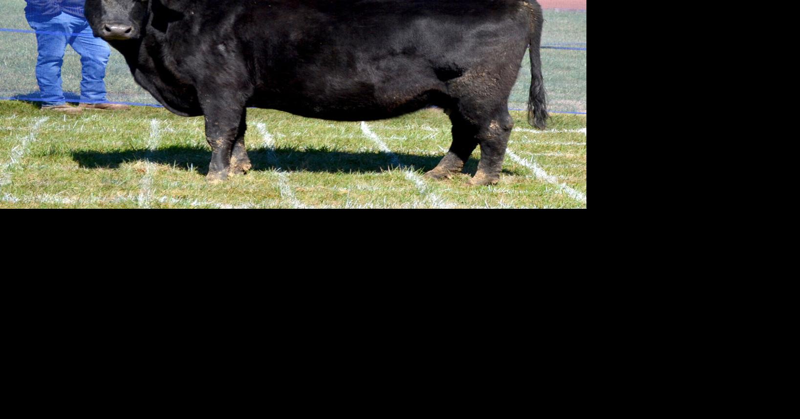 Cow Patty Bingo draws a crowd in the cold | Spencer Magnet | pmg-ky1.com