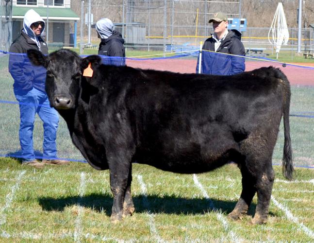 Cow Patty Bingo draws a crowd in the cold (copy) | Features | pmg-ky1.com