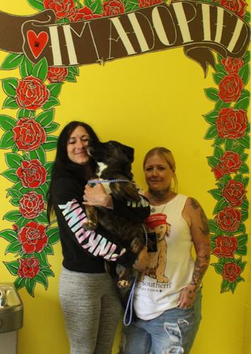 Henry Trimble Animal Shelter holds grand reopening | Henry County Local ...