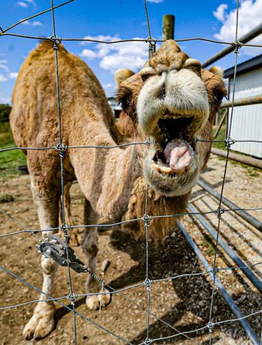 Annual Good Neighbors Farm Tour draws a crowd | | pmg-ky1.com
