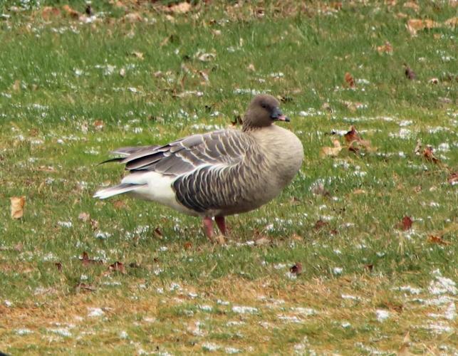 Shelby gets a special visitor from the north | Sentinel News | pmg-ky1.com