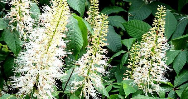 Binomial system names plant species | Spencer Magnet | pmg-ky1.com