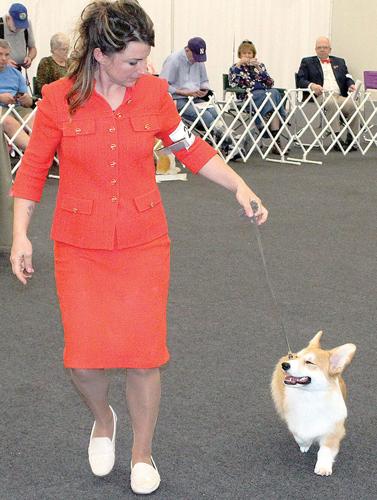 Corgi Show in Shepherdsville | Features | pmg-ky1.com