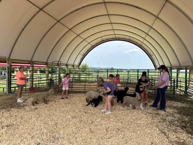Livestock camp group learns showmanship then show at fair | | pmg-ky1.com