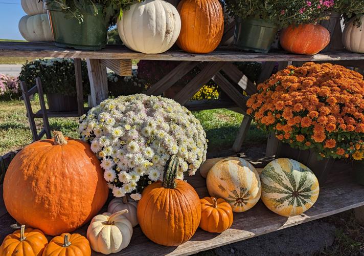 Mums the word - flowers and pumpkins coming to a home near you ...