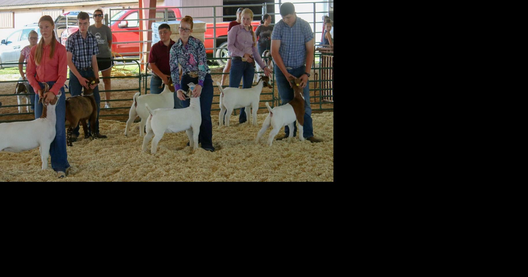 Northern Kentucky District Goat Show highlights changing animal ...