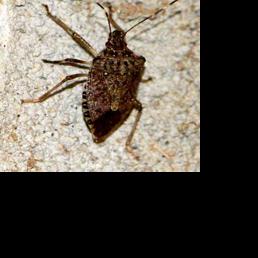How to properly manage the damage caused by brown marmorated stink bugs ...