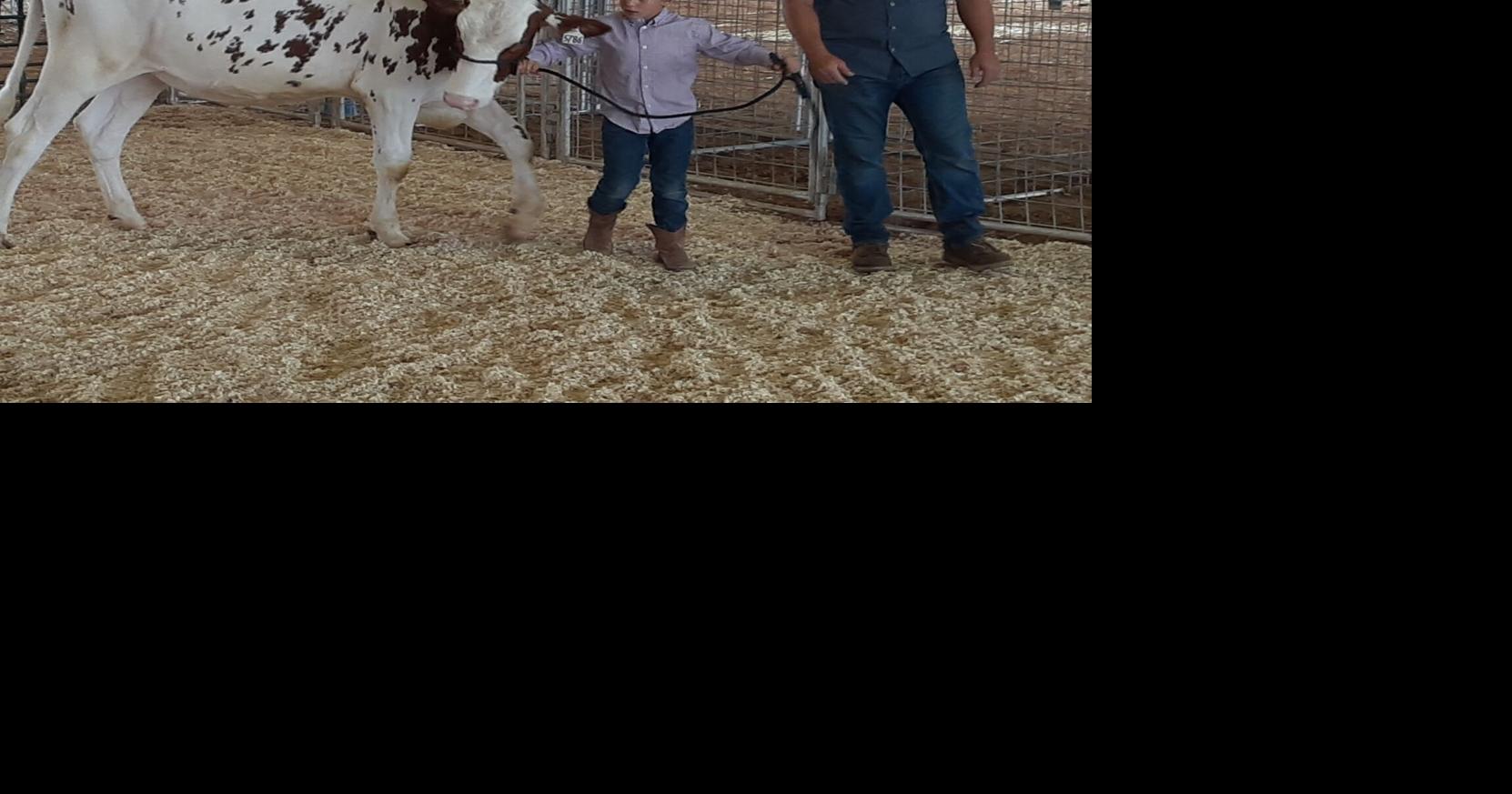 Dairy Cow Show | Henry County Local | pmg-ky1.com