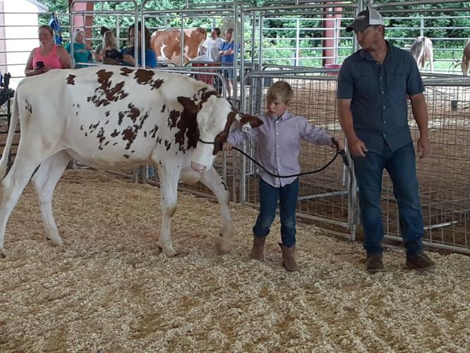 Dairy Cow Show | Henry County Local | pmg-ky1.com