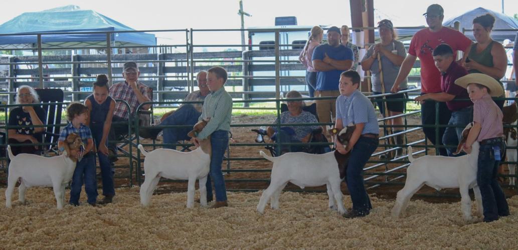 Northern Kentucky District Goat Show highlights changing animal ...