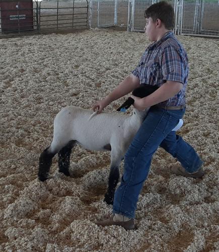 Youth Livestock Sheep Show | Henry County Local | pmg-ky1.com