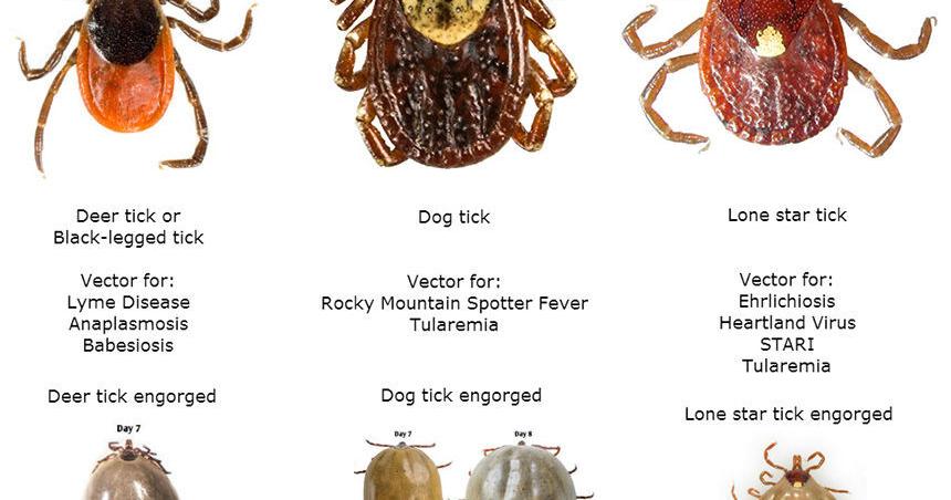 As summer heats up, ticks become more of a nuisance | News | pmg-ky2.com
