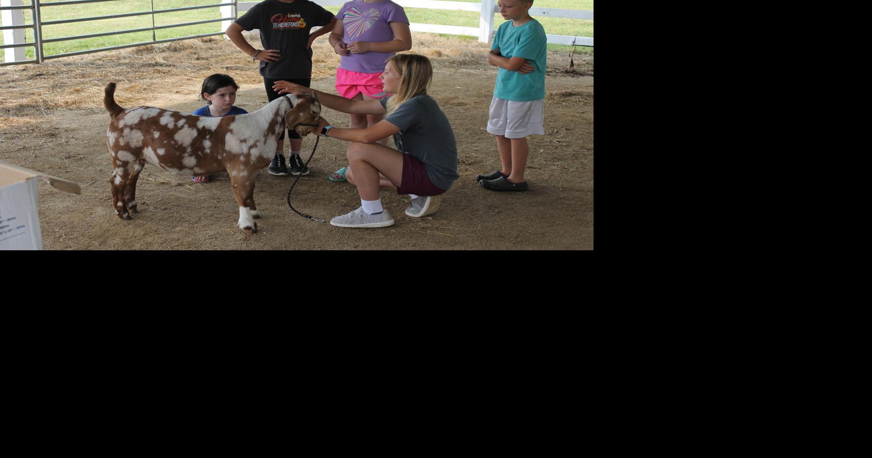 The LaRue County 4-H, FFA & Open Goat Show | Features | pmg-ky2.com
