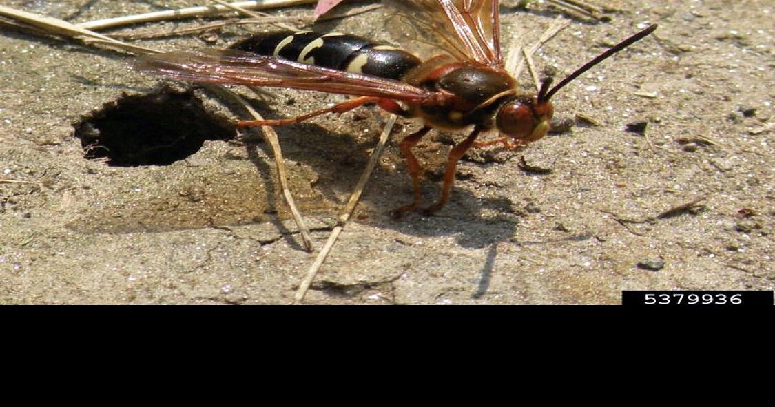 Theyre Cicada Killers Not Murder Hornets Features Pmg